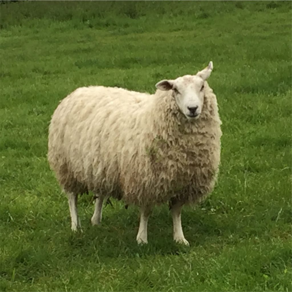 About - Sheep Jam Productions