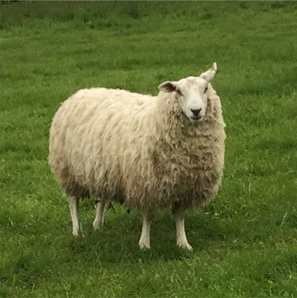 About - Sheep Jam Productions